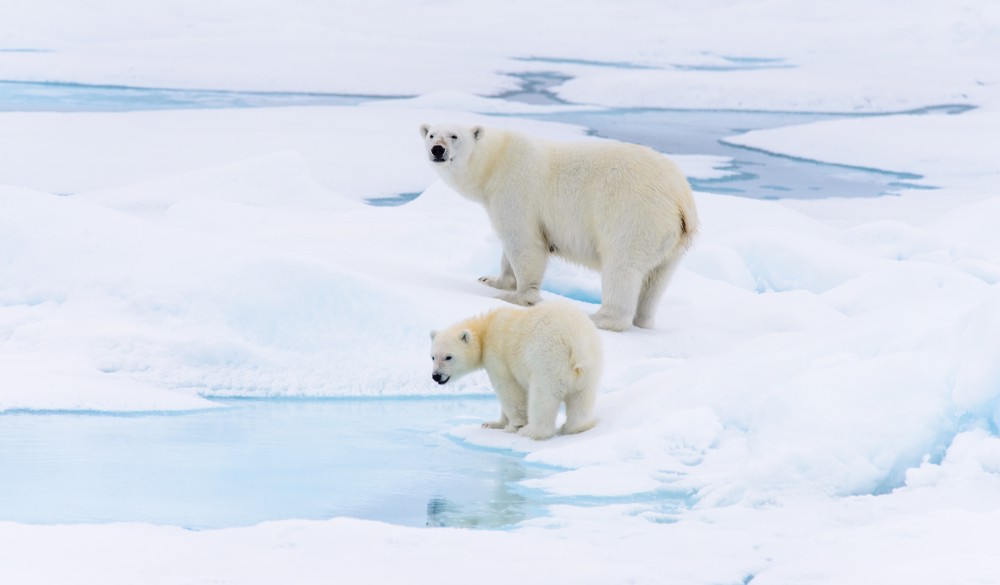 Arctic Cruise Deals | Arctic Cruise Holidays | Iglu Cruise